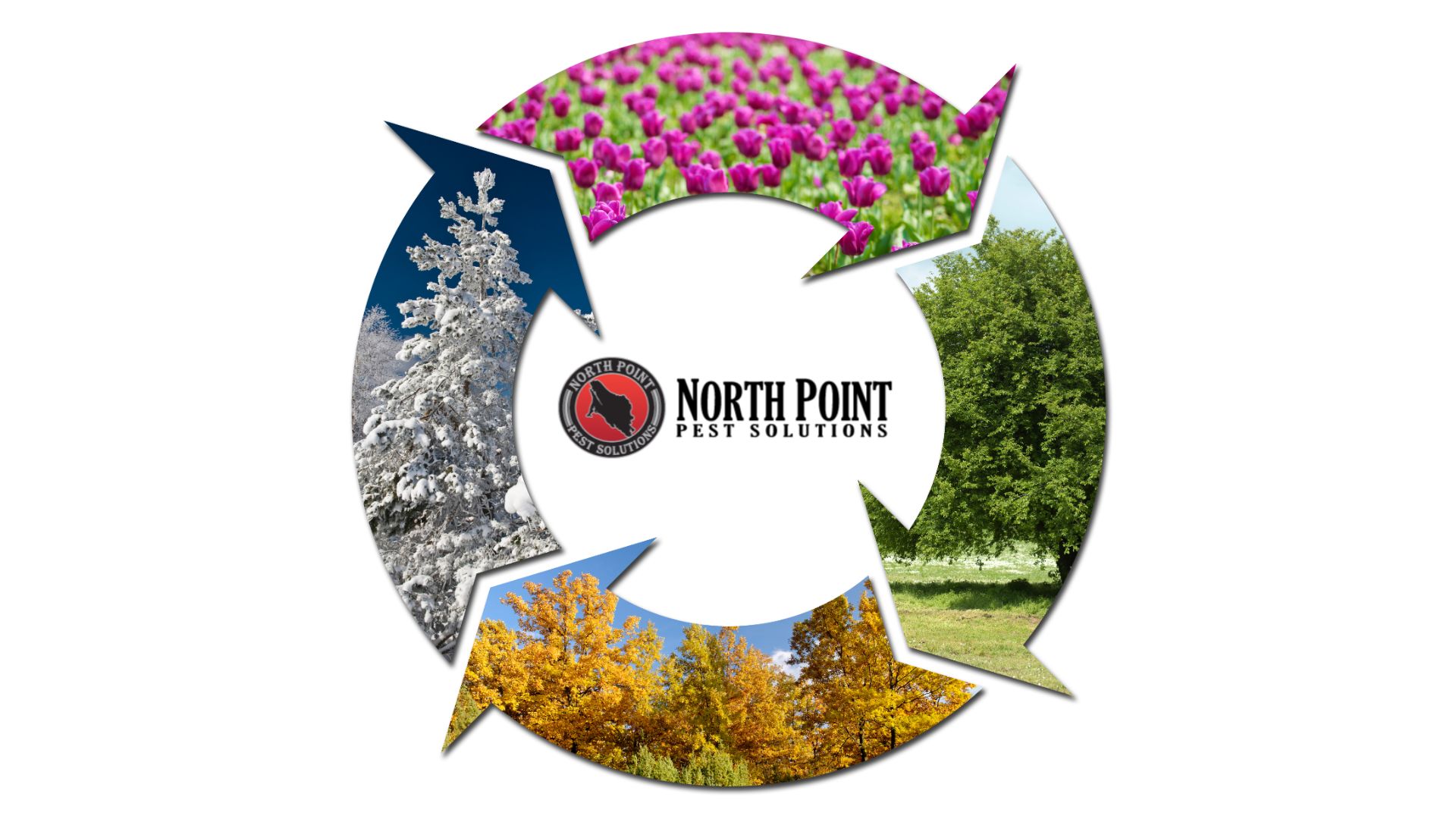 Do You Need Pest Control All Year Round? | CA Pest Control