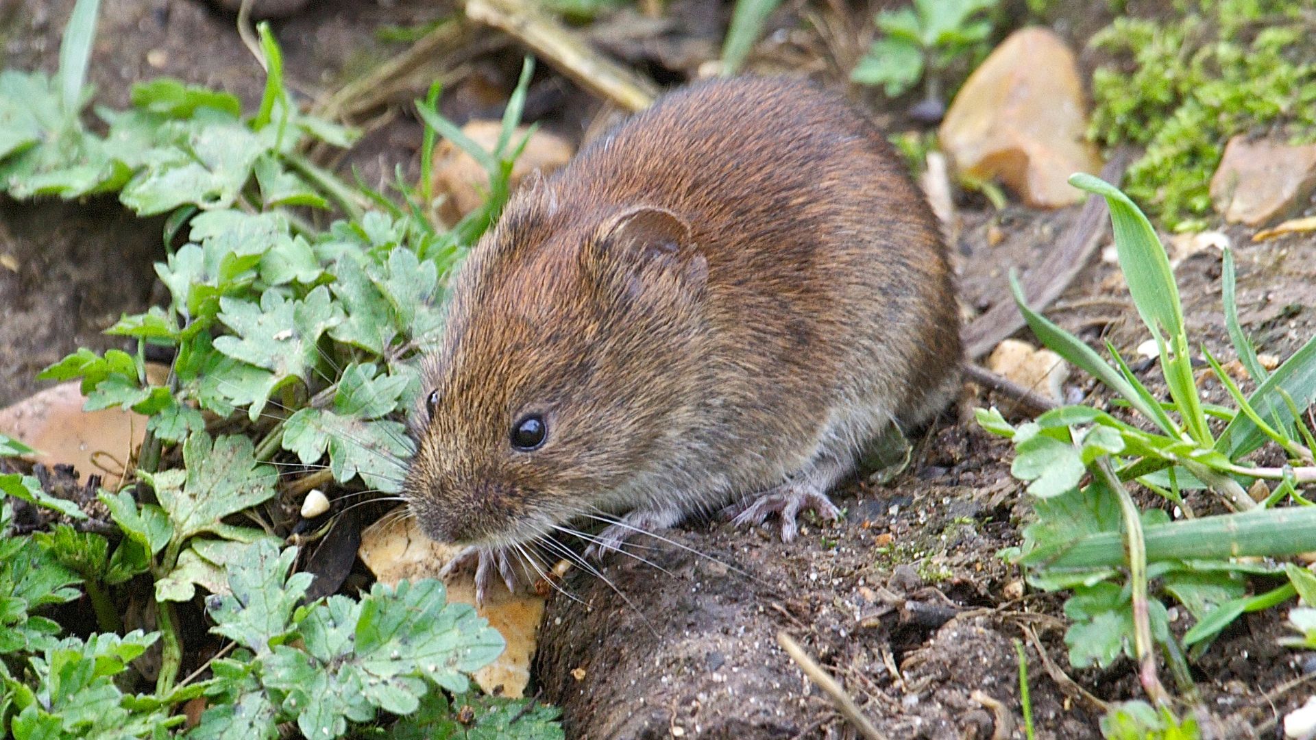 Understanding Vole Control: Identify, Prevent, and Control Methods | CA ...